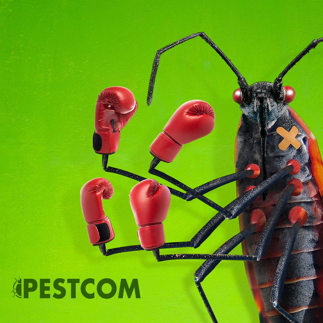 Pest Control Marketing — A Guide To Dominate Your Competition
